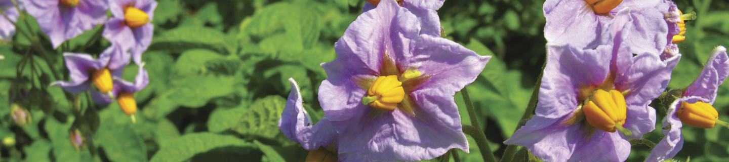 Insecticides Fmc Ag Ca